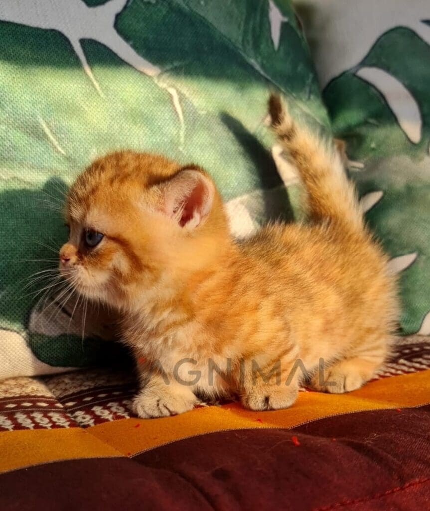 Otis (โอทิส) | Tagnimal