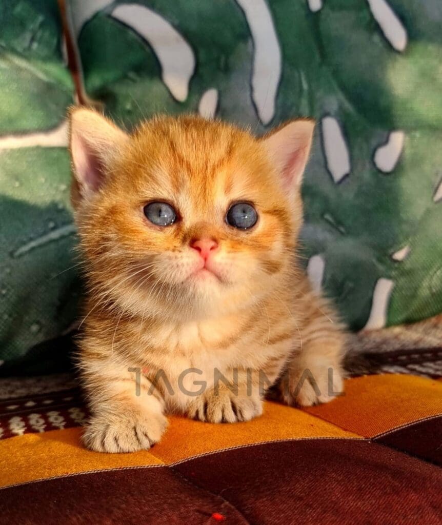 Otis (โอทิส) | Tagnimal