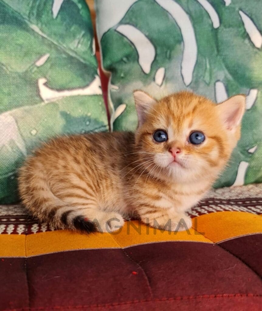 Otis (โอทิส) | Tagnimal