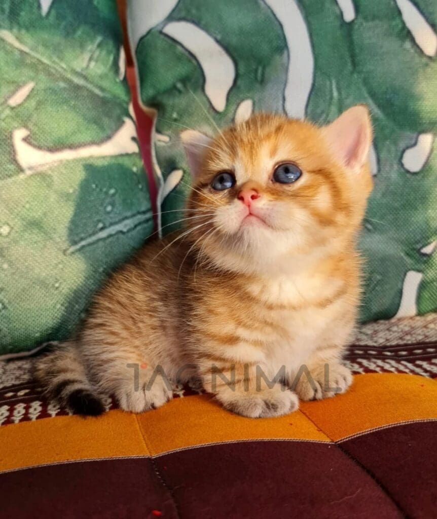 Otis (โอทิส) | Tagnimal