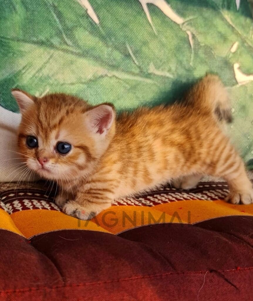 Otis (โอทิส) | Tagnimal