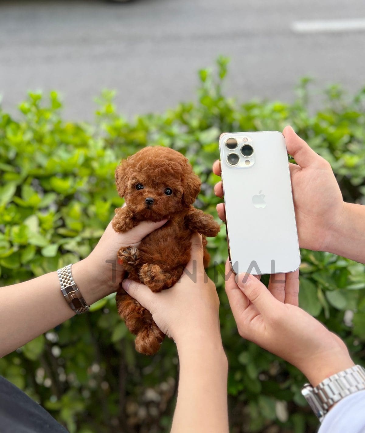 Amanda (อแมนด้า) | Tagnimal