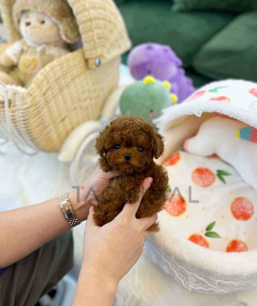 Lime (ไลม์) | Tagnimal