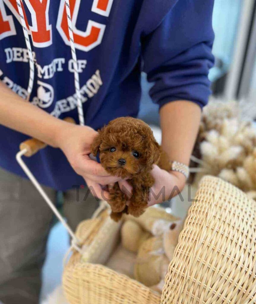 Lime (ไลม์) | Tagnimal