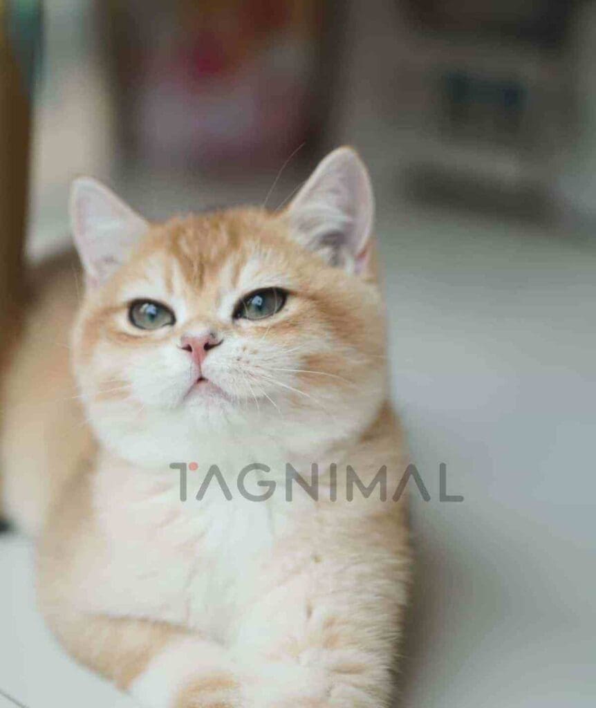 Infinite (อินฟินิต) | Tagnimal