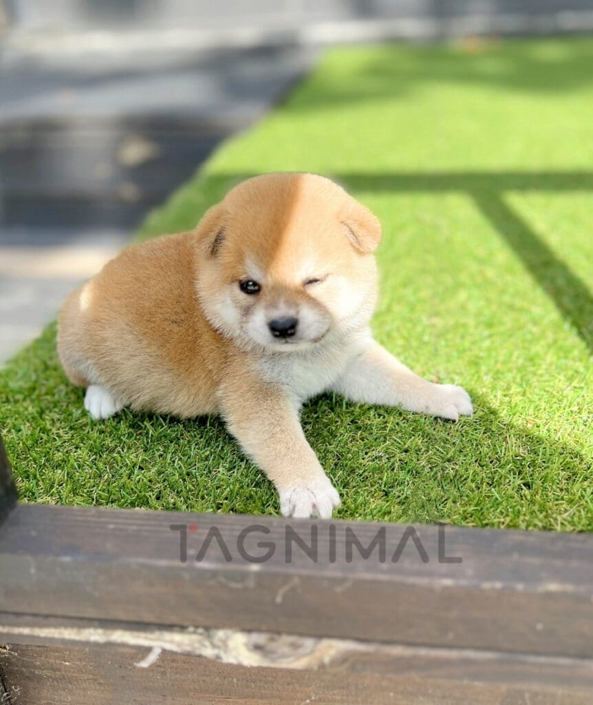 Hextor (เฮ็กซ์เตอร์) | Tagnimal