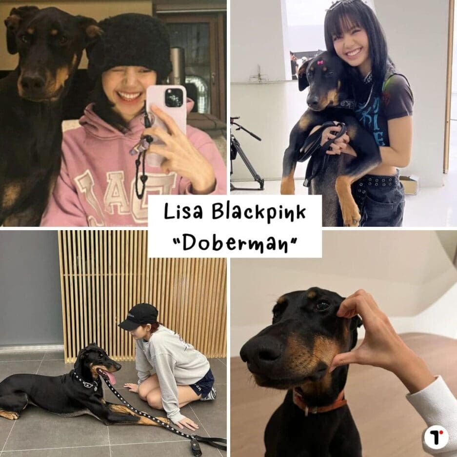 Korean stars and their dog | Tagnimal