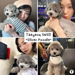 Korean stars and their dog | Tagnimal