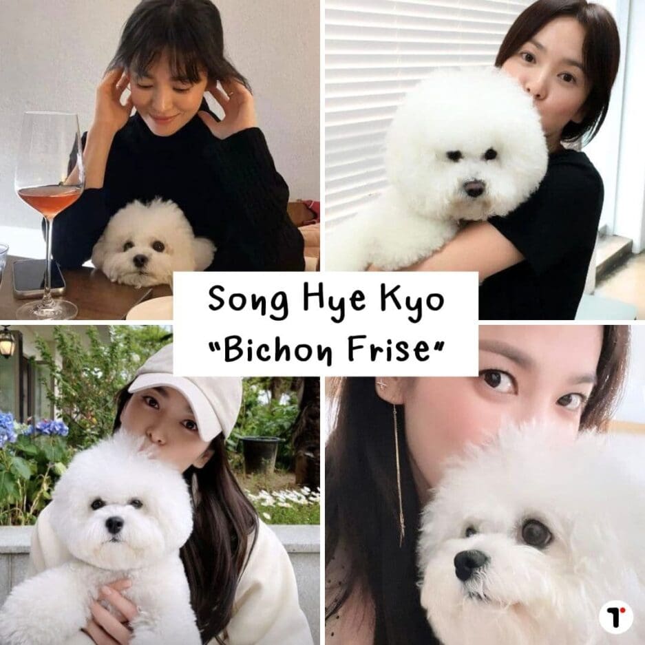 Korean stars and their dog | Tagnimal
