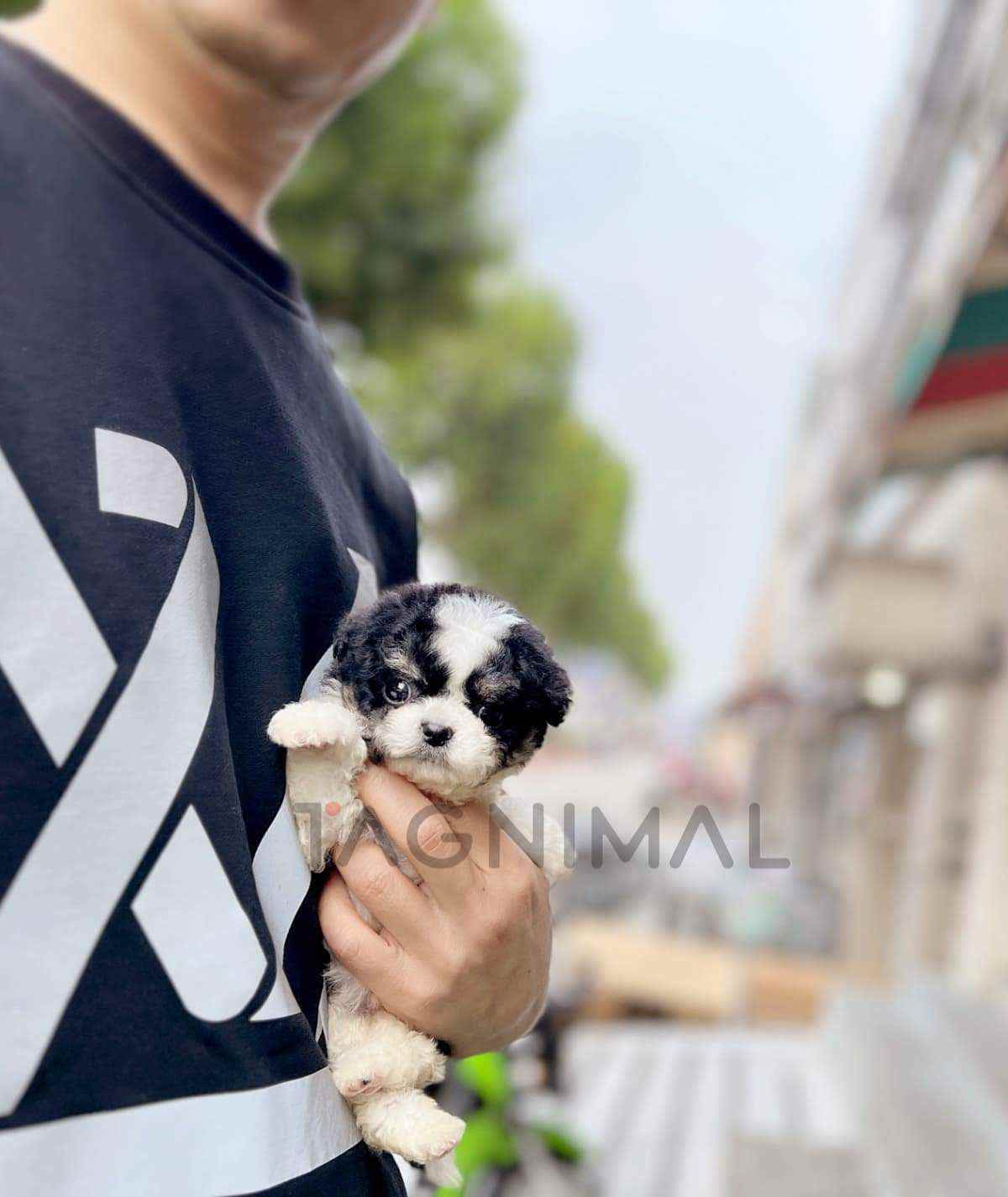 Dookie (ดุ๊กกี้) | Tagnimal