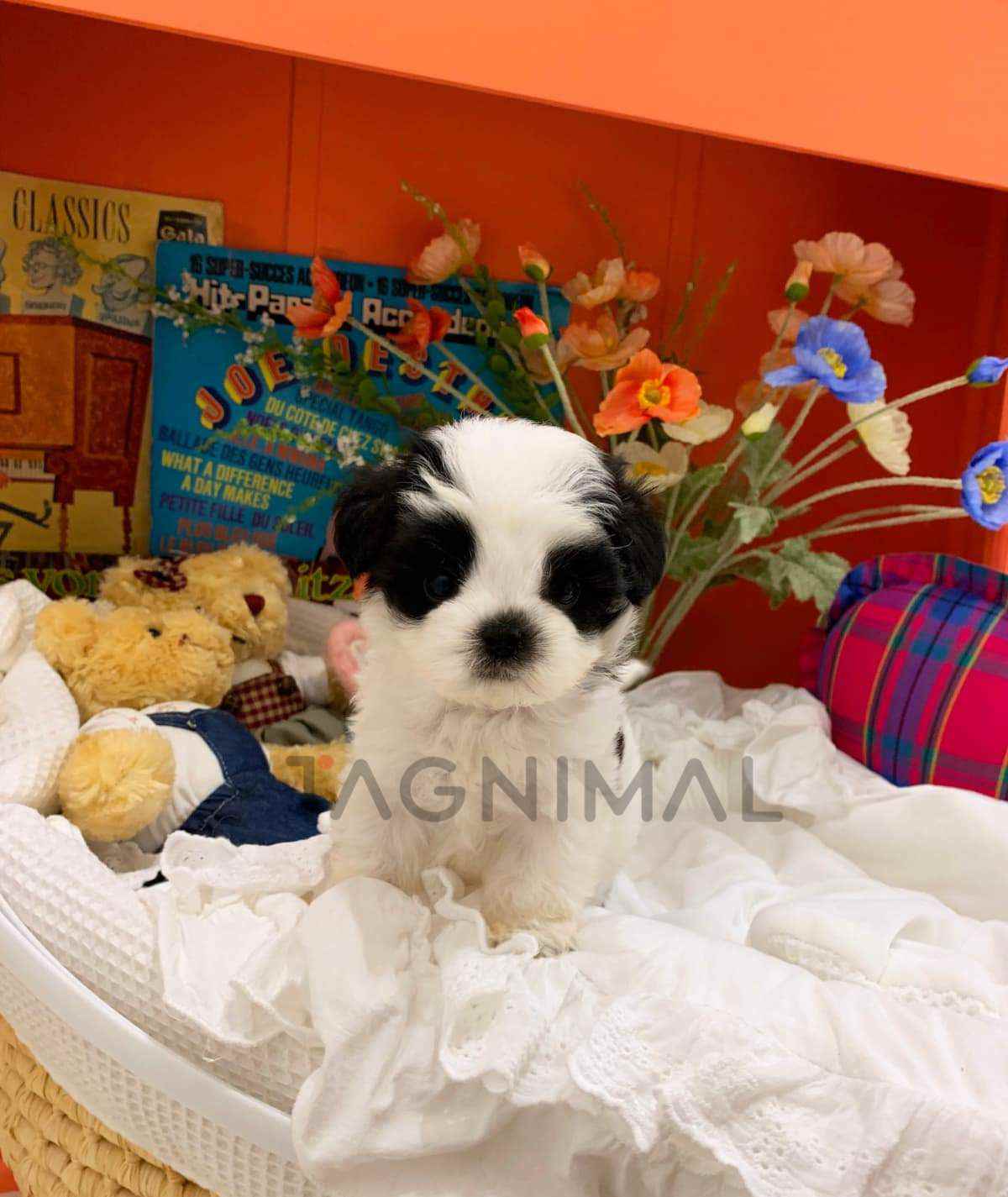 Joy (จอย) | Tagnimal