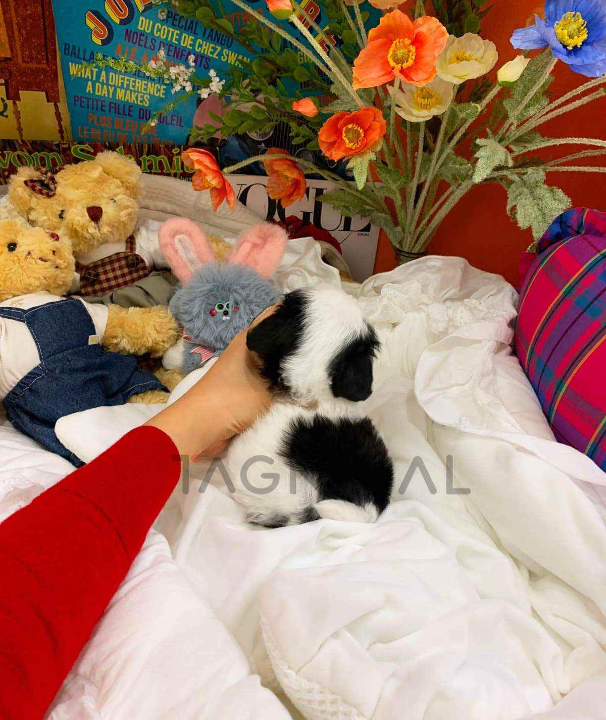 Joy (จอย) | Tagnimal