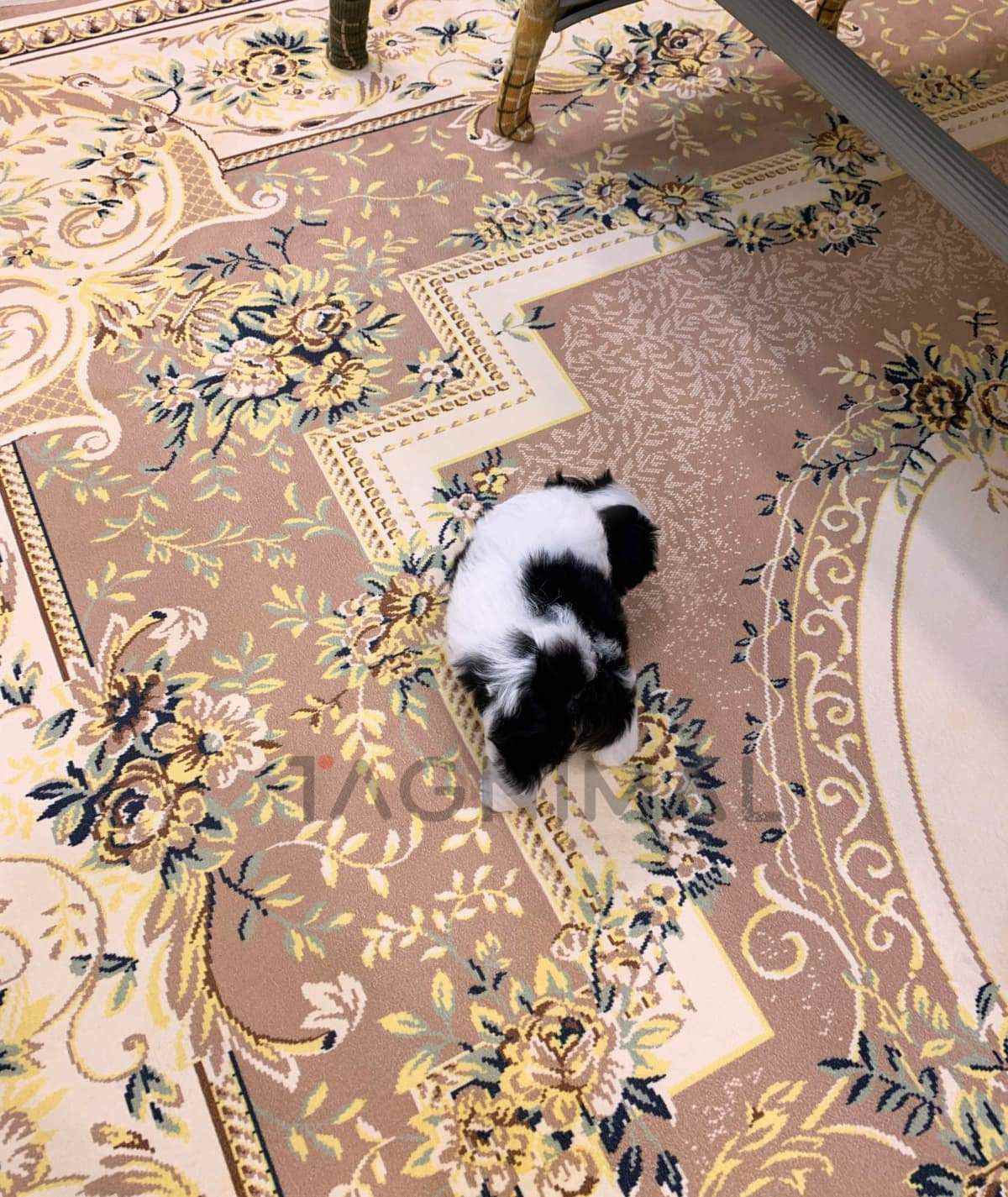 Joy (จอย) | Tagnimal