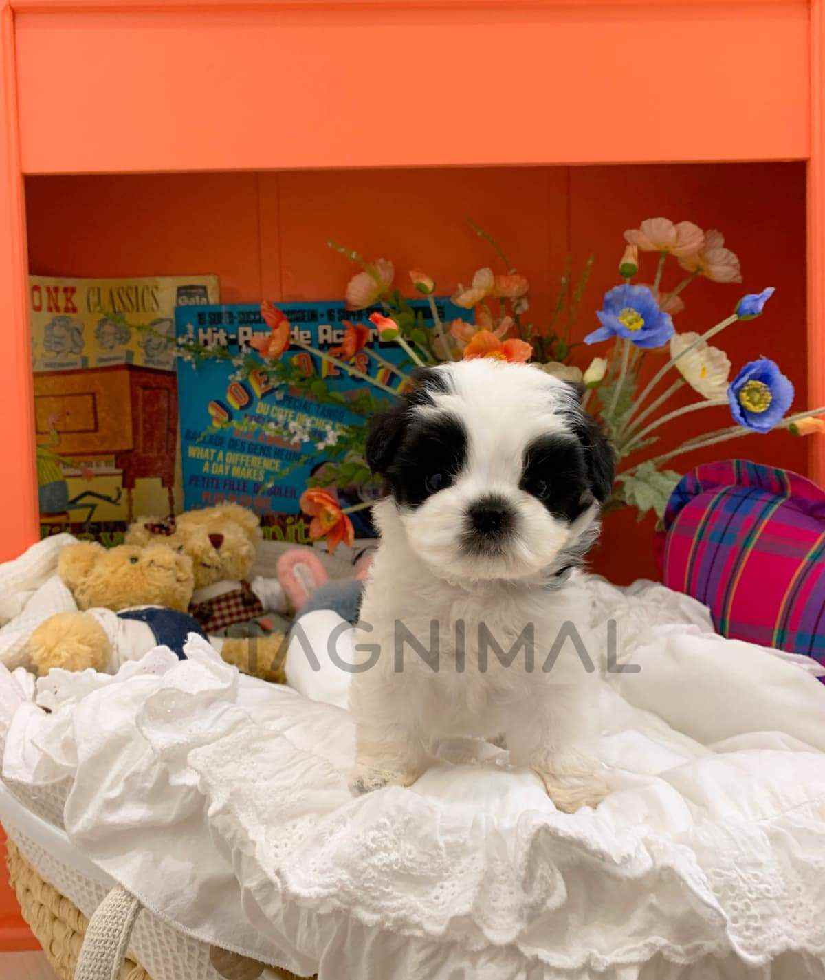 Joy (จอย) | Tagnimal