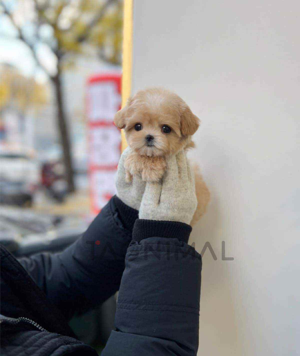 Lime (ไลม์) | Tagnimal