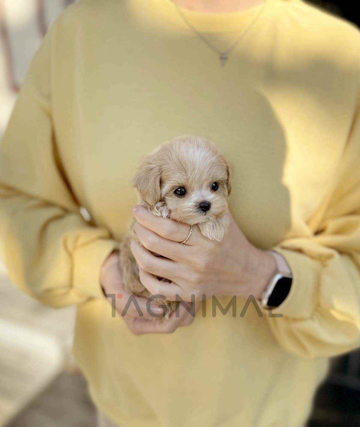 Mello (เมลโล) | Tagnimal