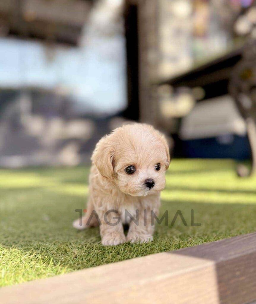 Mello (เมลโล) | Tagnimal