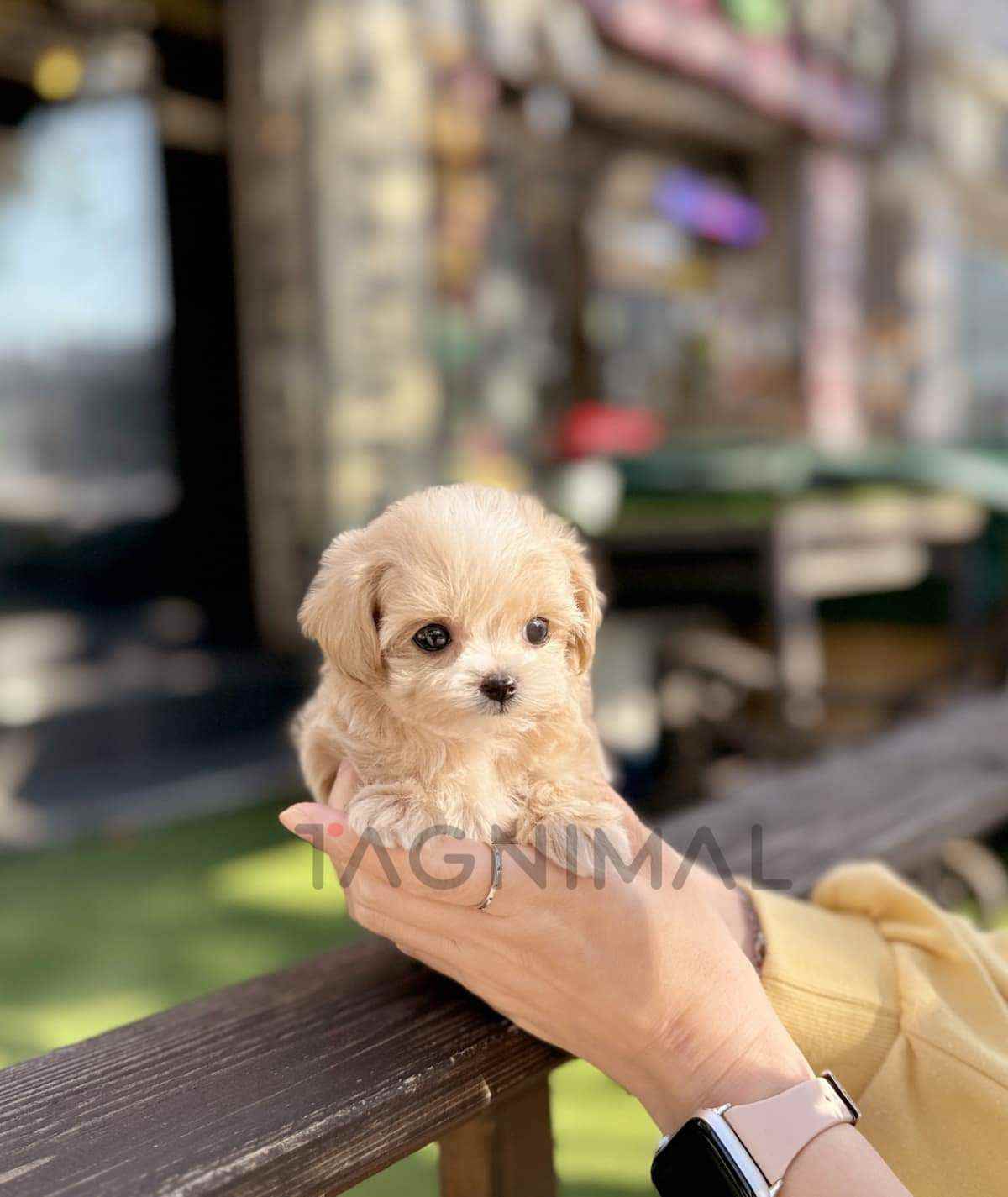 Mello (เมลโล) | Tagnimal