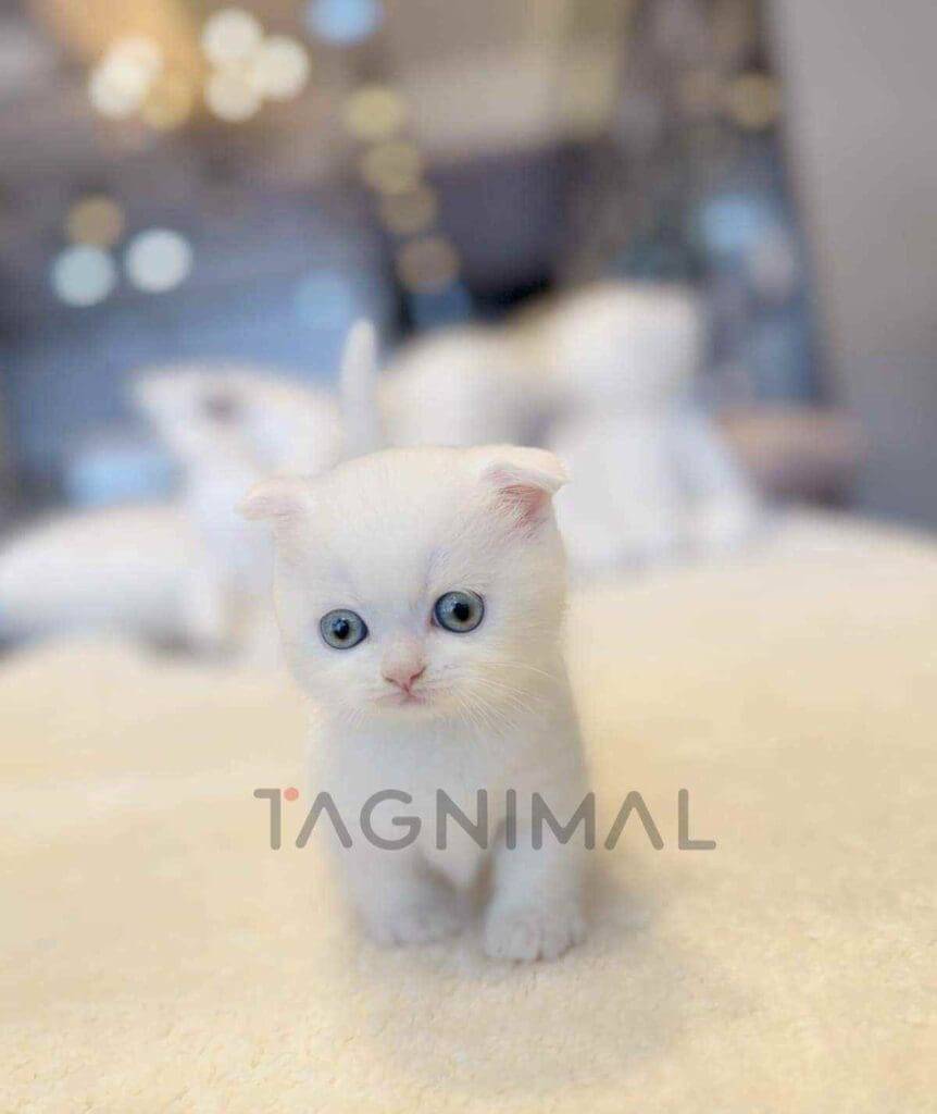 Zeus (ซุส) | Tagnimal