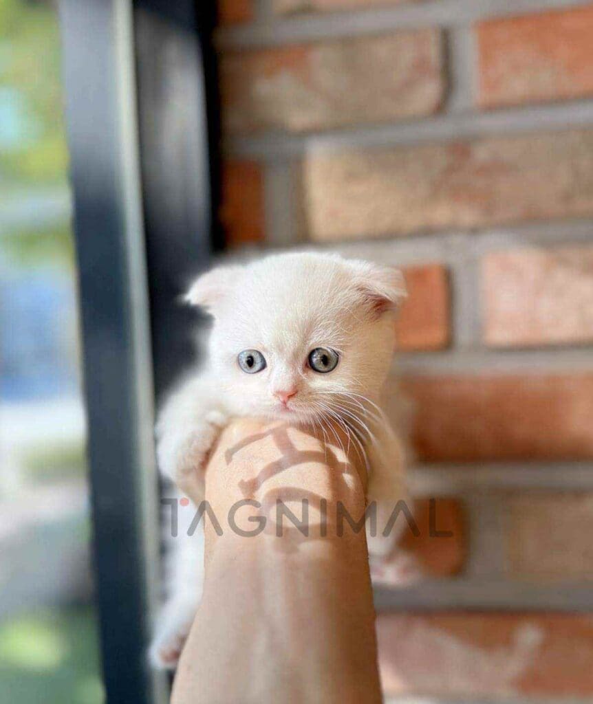 Zeus (ซุส) | Tagnimal