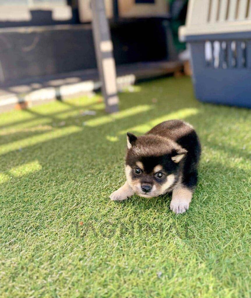 Jook (จุ๊ก) | Tagnimal