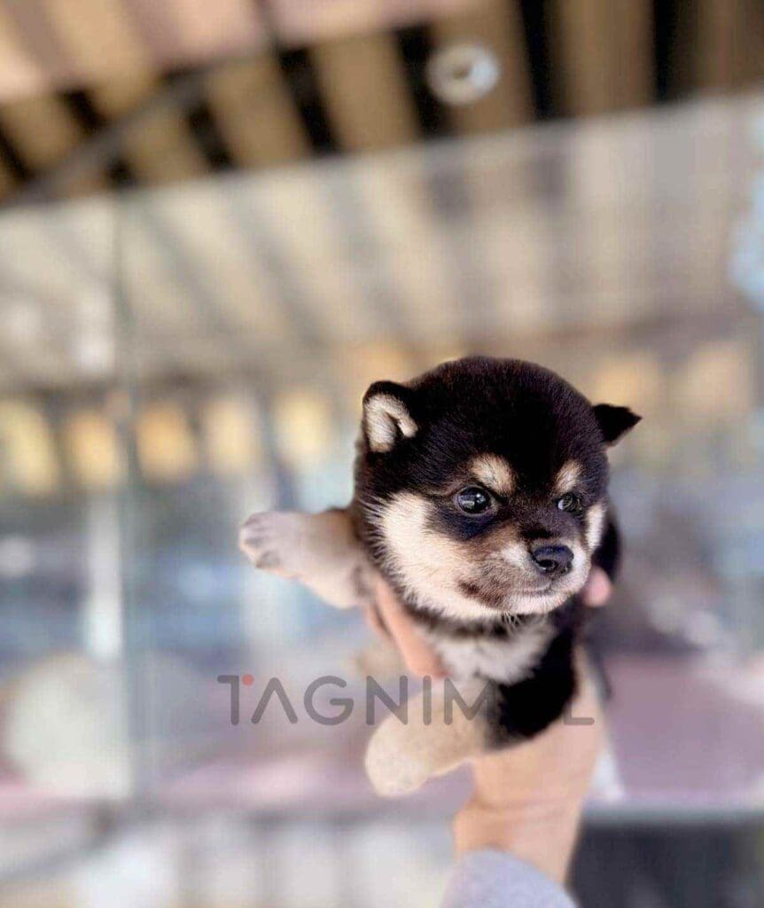 Jook (จุ๊ก) | Tagnimal