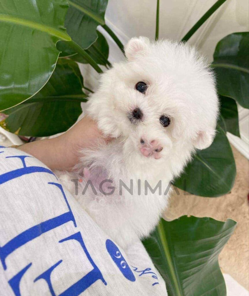 Milk (มิลค์) | Tagnimal