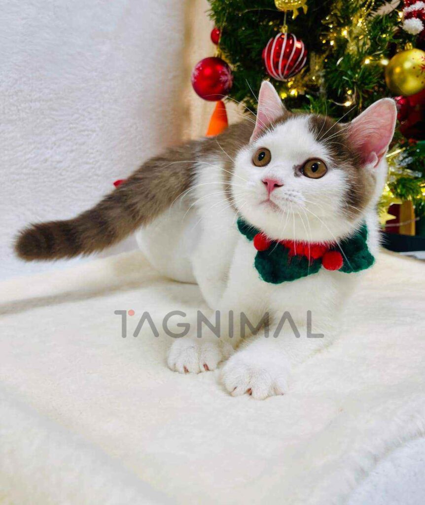 Euro (ยูโร) | Tagnimal