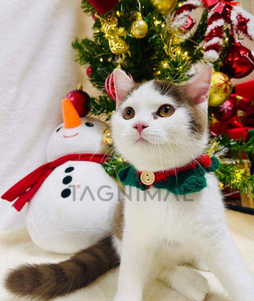 Euro (ยูโร) | Tagnimal