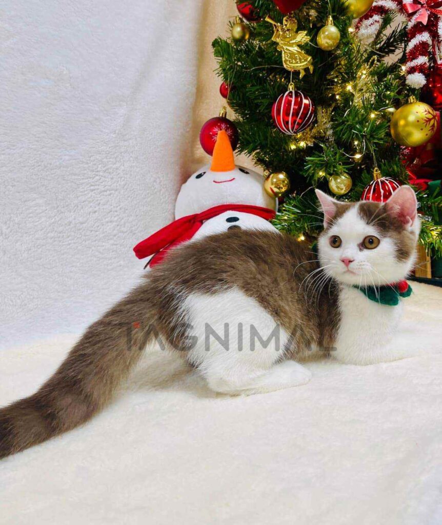 Euro (ยูโร) | Tagnimal