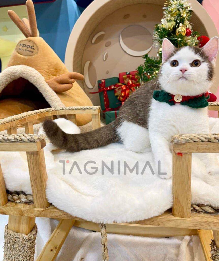 Euro (ยูโร) | Tagnimal