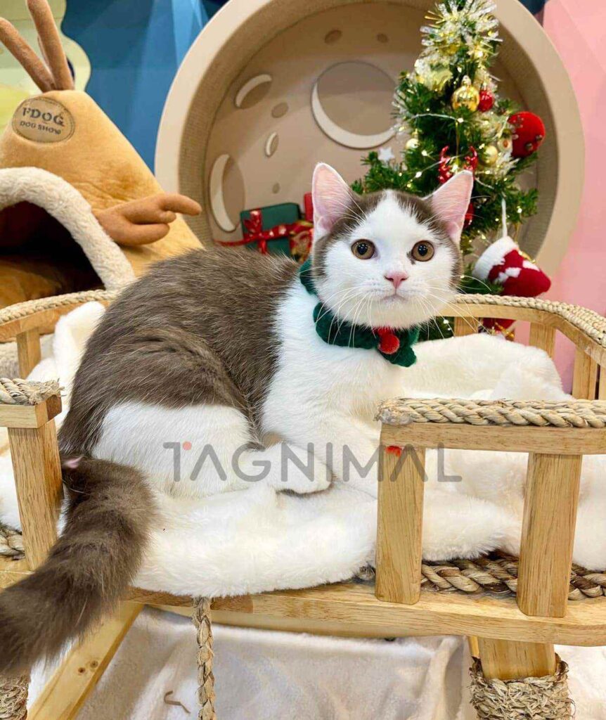 Euro (ยูโร) | Tagnimal