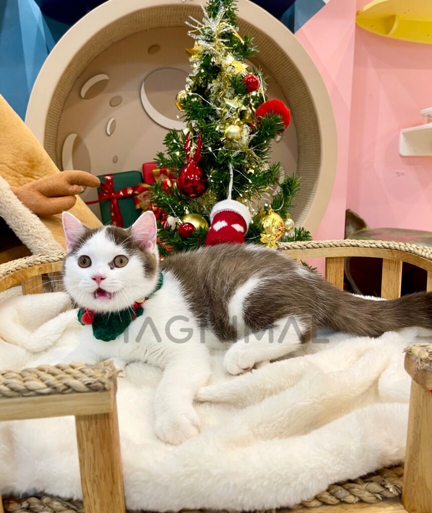 Euro (ยูโร) | Tagnimal