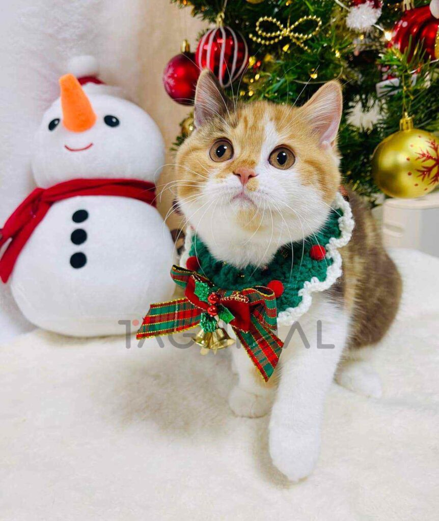 Eve (อีฟ) | Tagnimal