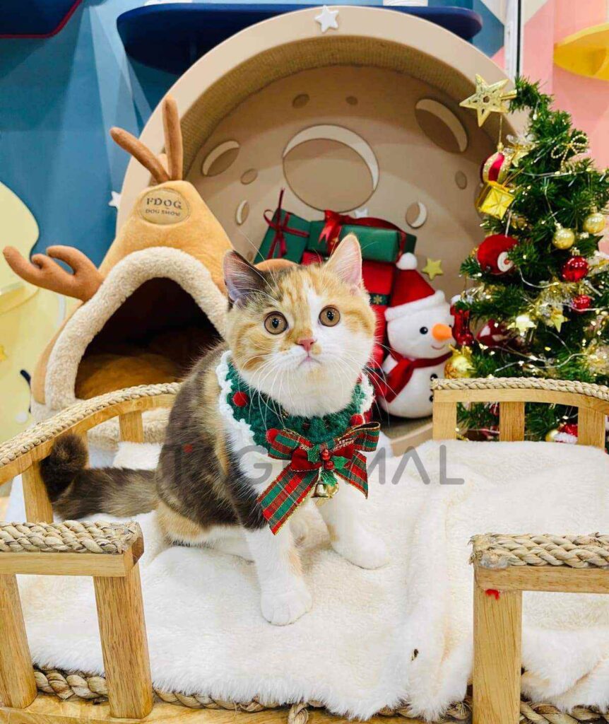 Eve (อีฟ) | Tagnimal