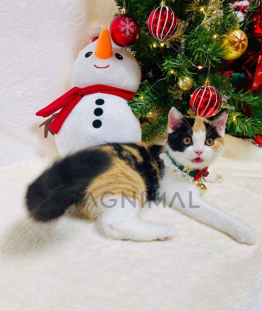 Fraya (เฟรยา) | Tagnimal