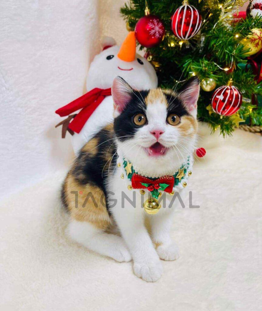 Fraya (เฟรยา) | Tagnimal