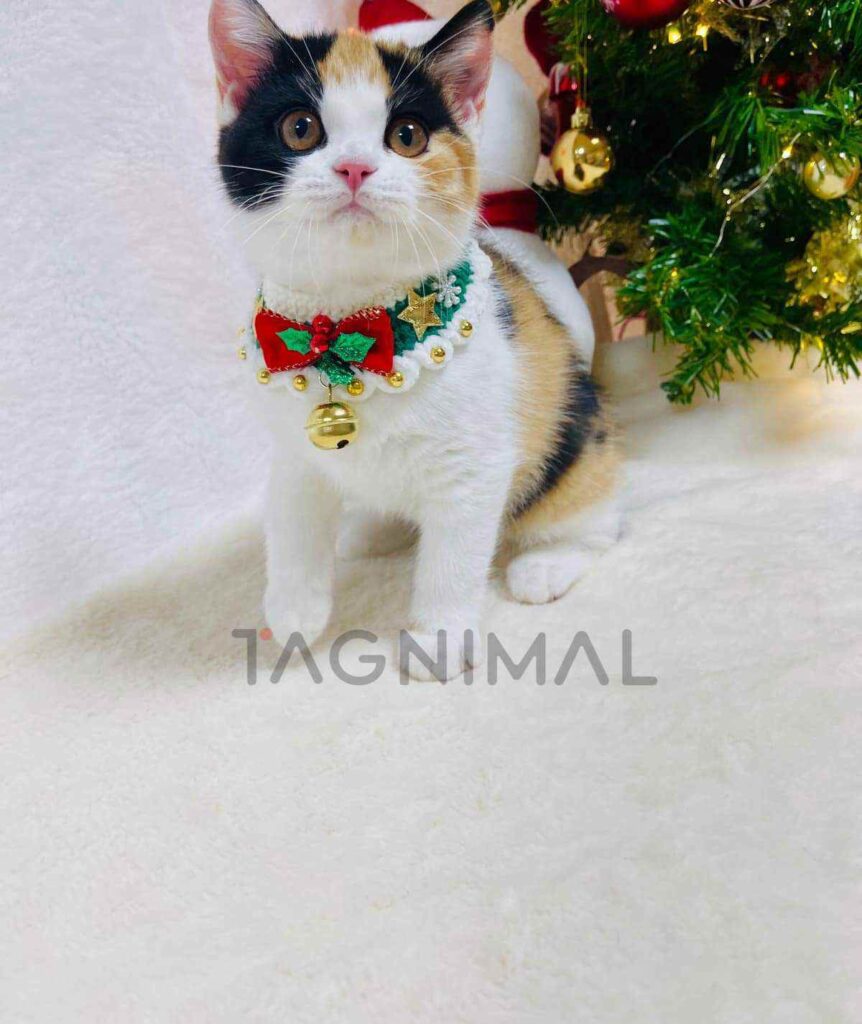 Fraya (เฟรยา) | Tagnimal