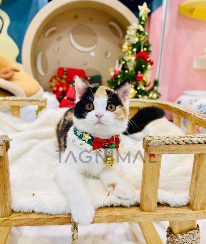 Fraya (เฟรยา) | Tagnimal