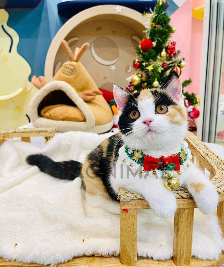 Fraya (เฟรยา) | Tagnimal