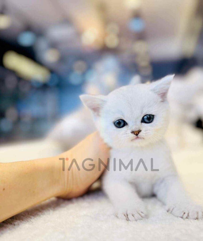 Tiga (ติก้า) | Tagnimal