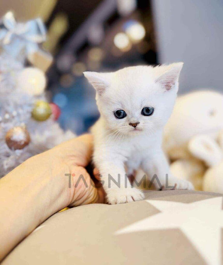 Tiga (ติก้า) | Tagnimal