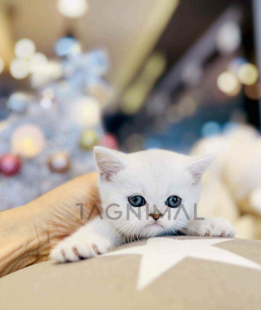 Tiga (ติก้า) | Tagnimal