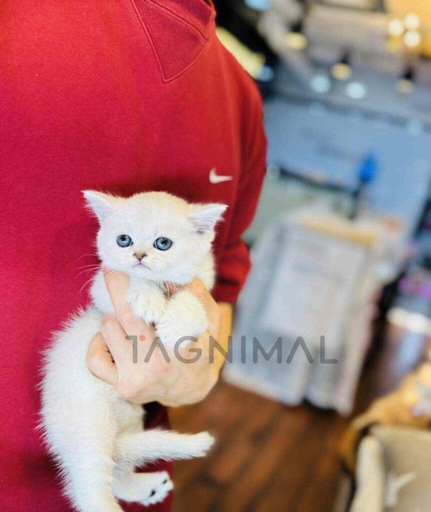 Tiga (ติก้า) | Tagnimal