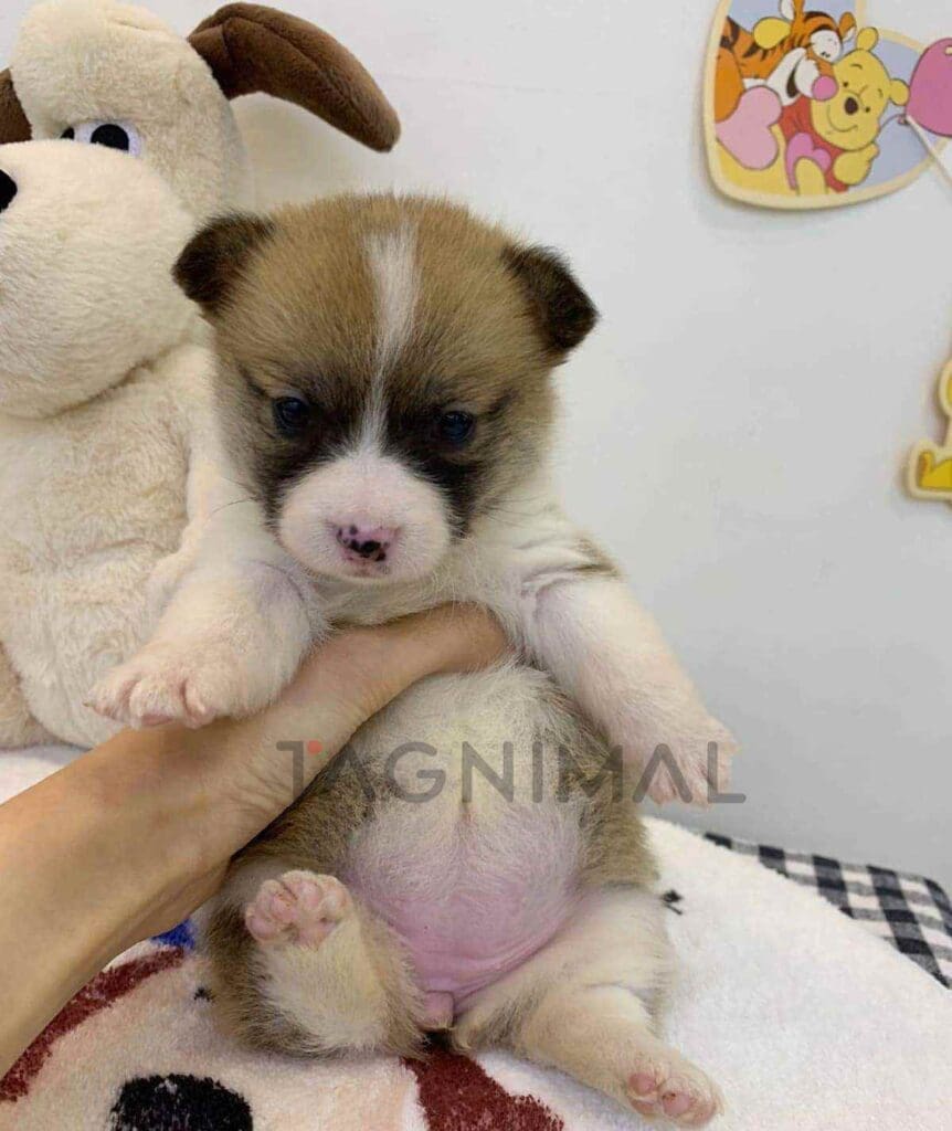 Koogie (คูกี้) | Tagnimal