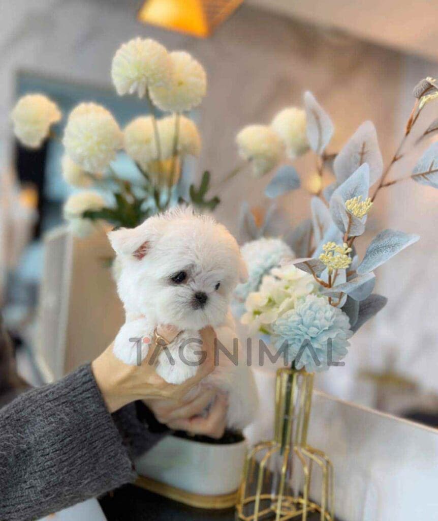 Love (เลิฟ) | Tagnimal