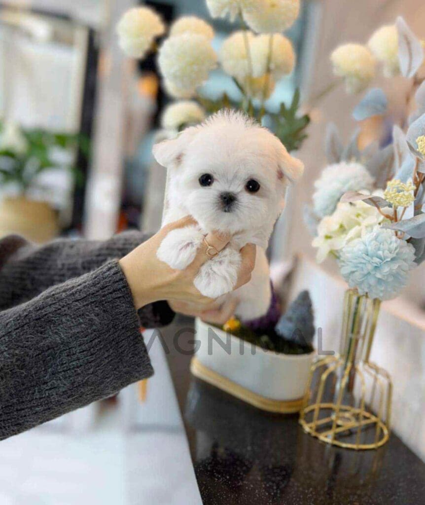 Love (เลิฟ) | Tagnimal