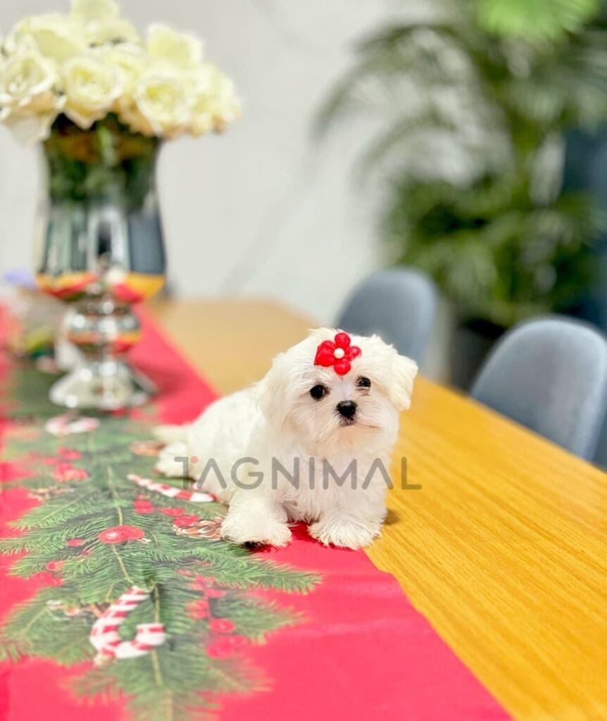 Mirae (มิแร) | Tagnimal