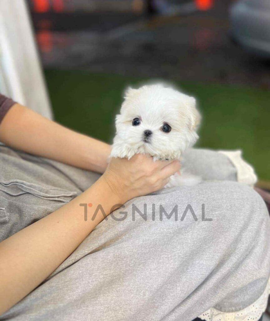 Zooki (ซูกิ) | Tagnimal