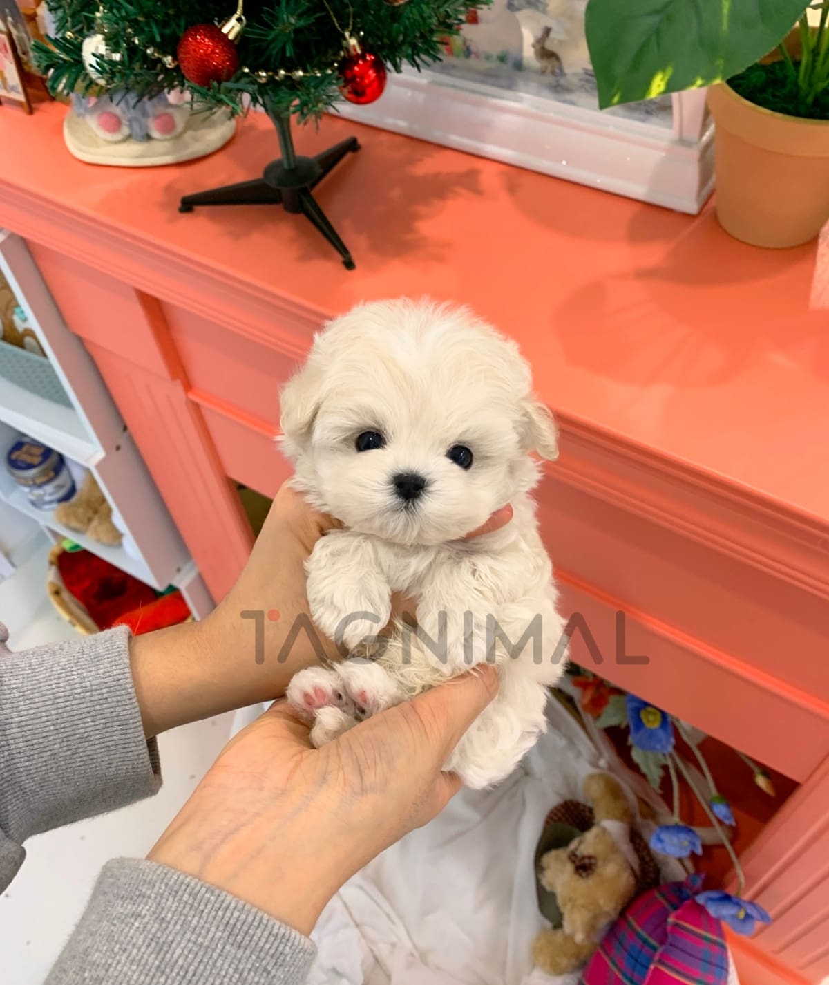 Hae-ro (แฮโร) | Tagnimal